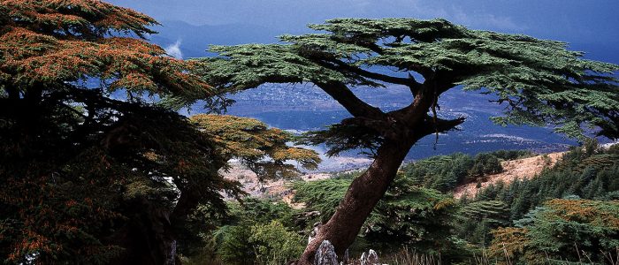 Líbano, el País de los Cedros. - TravelFast